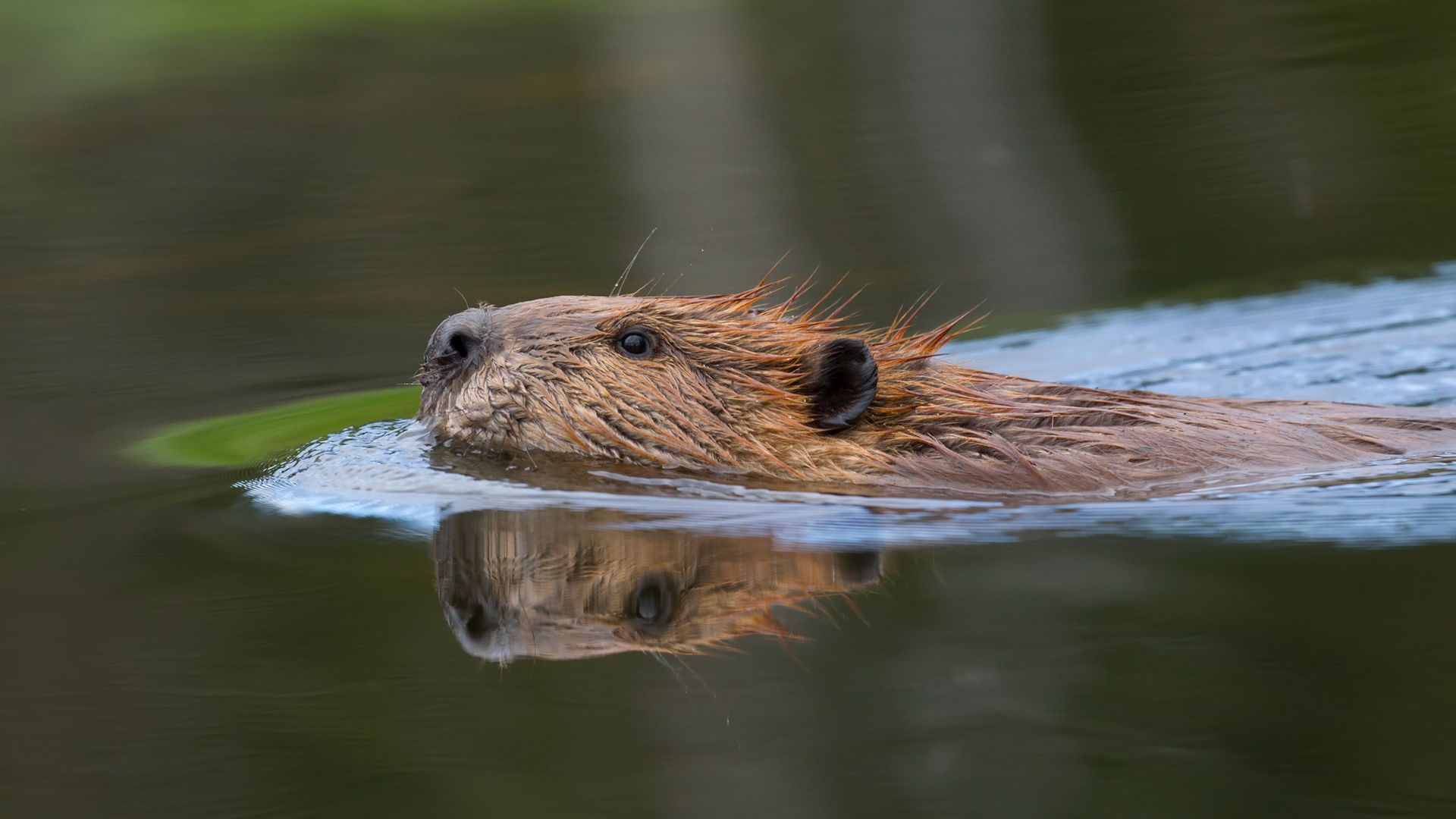 Perthshire Wildlife Beaver Safari | 4* Atholl Palace
